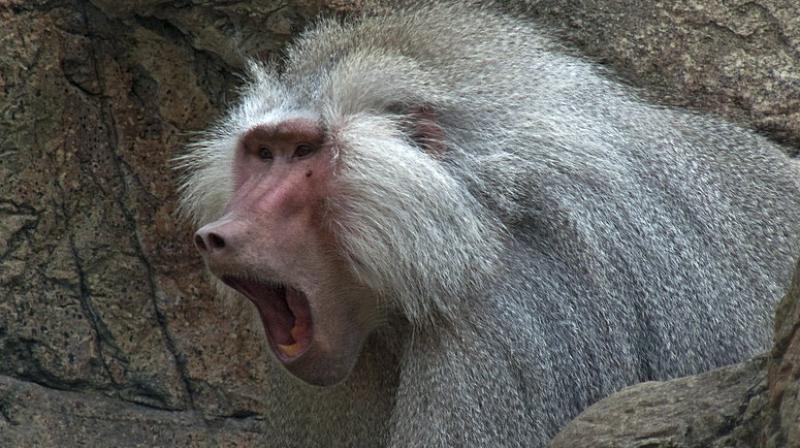 Scientists hear voice of ancient humans in baboon calls | Scientists ...